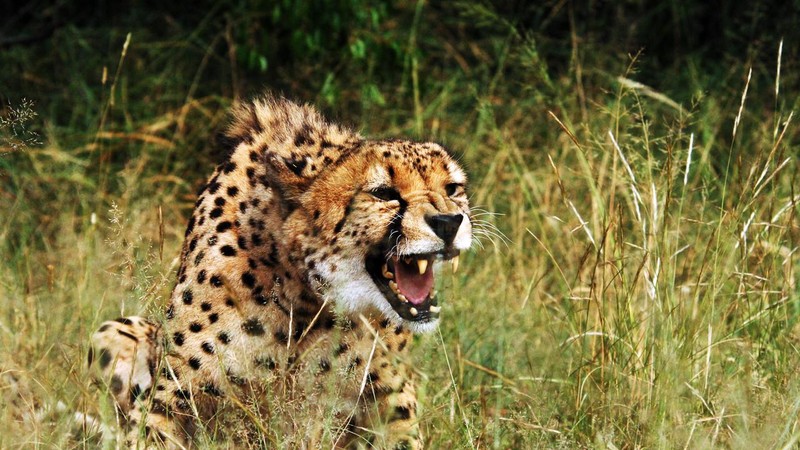 Worlds Deadliest Big Cats - Elite Facts