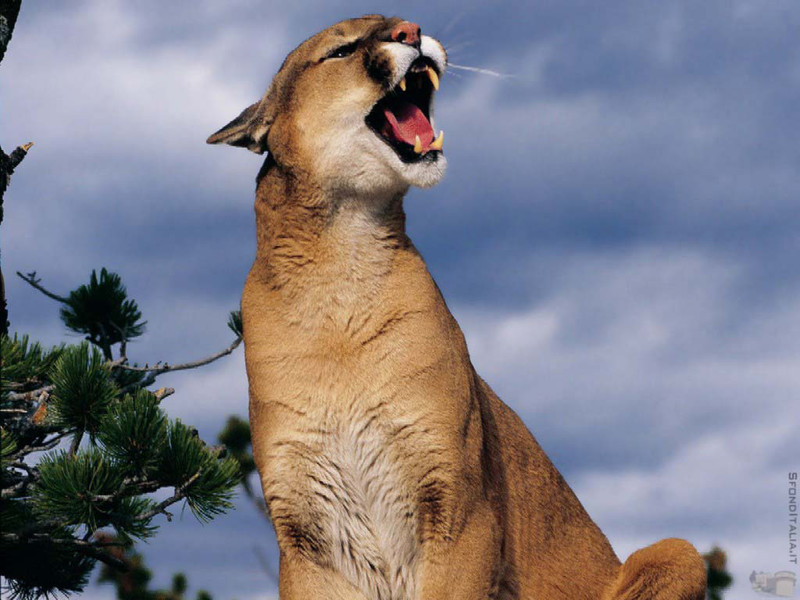 Worlds Deadliest Big Cats - Elite Facts