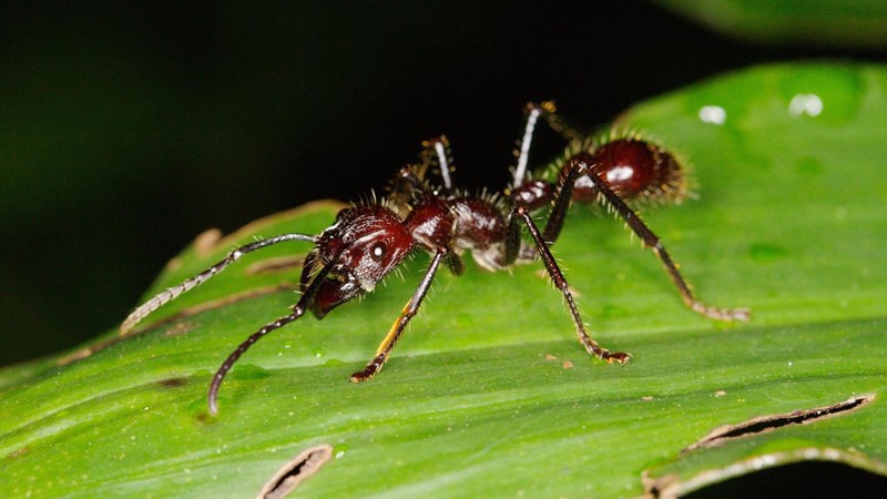 10 Of The Weirdest Insects In The World - Elite Facts