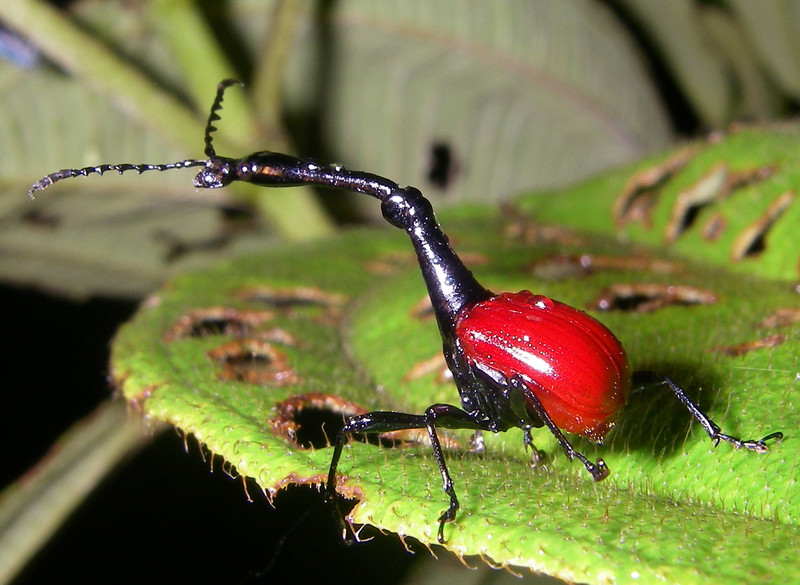 10 Of The Weirdest Insects In The World - Elite Facts