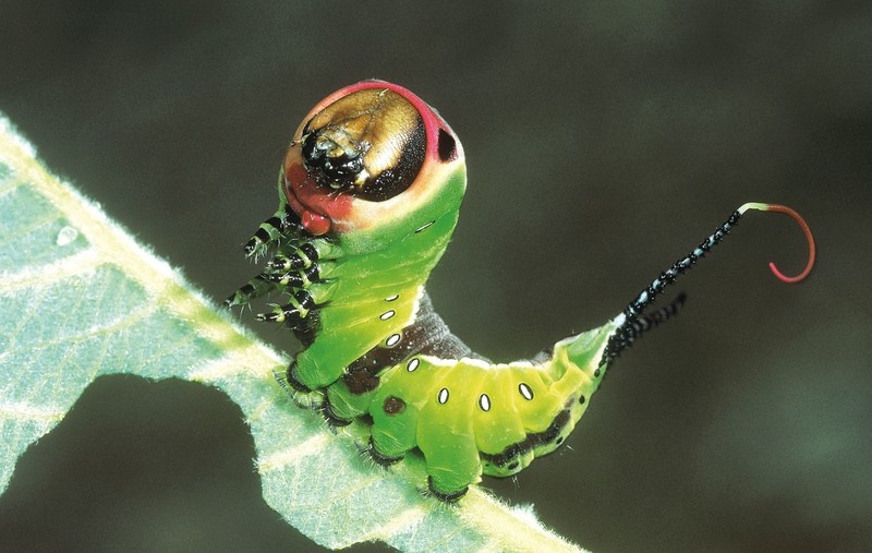 10 Of The Weirdest Insects In The World - Elite Facts