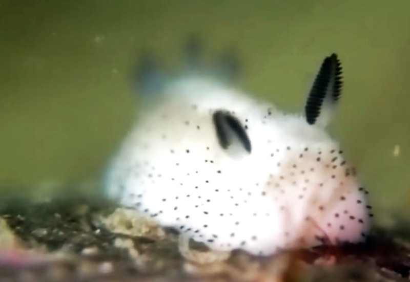 Top 10 Animals You Won't Believe Are Real - Elite Facts