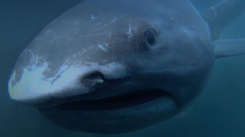 10 Amazing Shark Breeds - Elite Facts