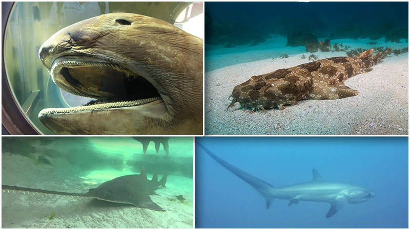 10 Amazing Shark Breeds - Elite Facts