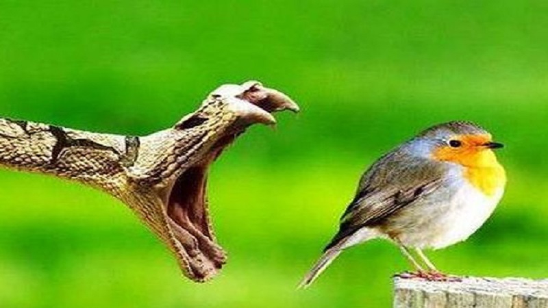 10 Amazing Animal Abilities - Elite Facts